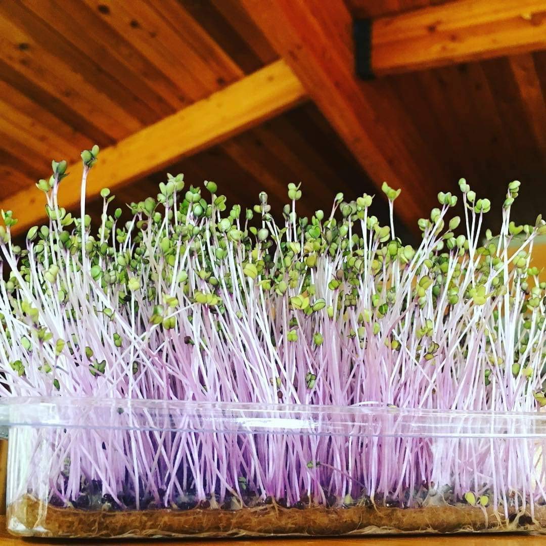 simple alfalfa gardening solution