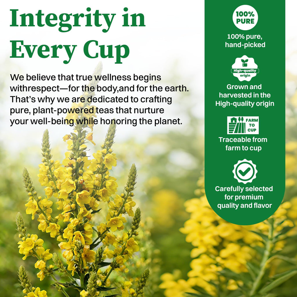SKMTT Mullein tea for herbal remedies