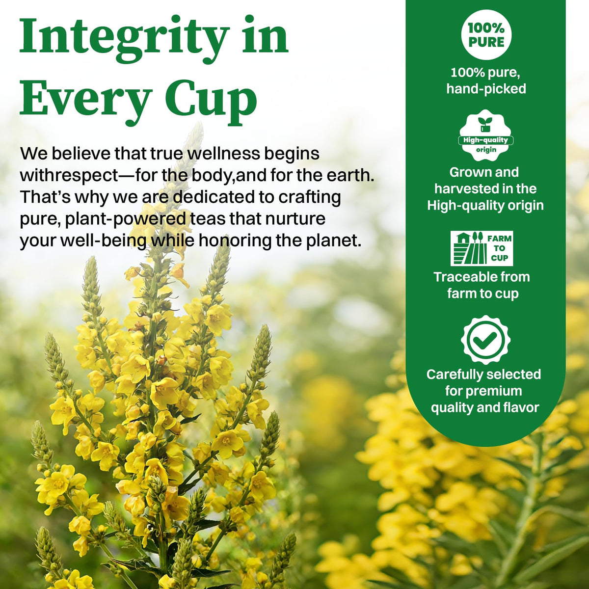 SKMTT Mullein tea for herbal remedies