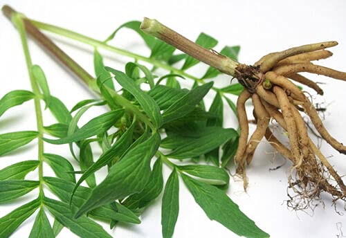 sleep aid valerian tea