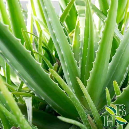 smoothies with aloe vera powder