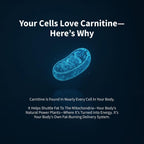 snap l-carnitine for weight management