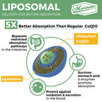 Softgels for convenient CoQ10 intake