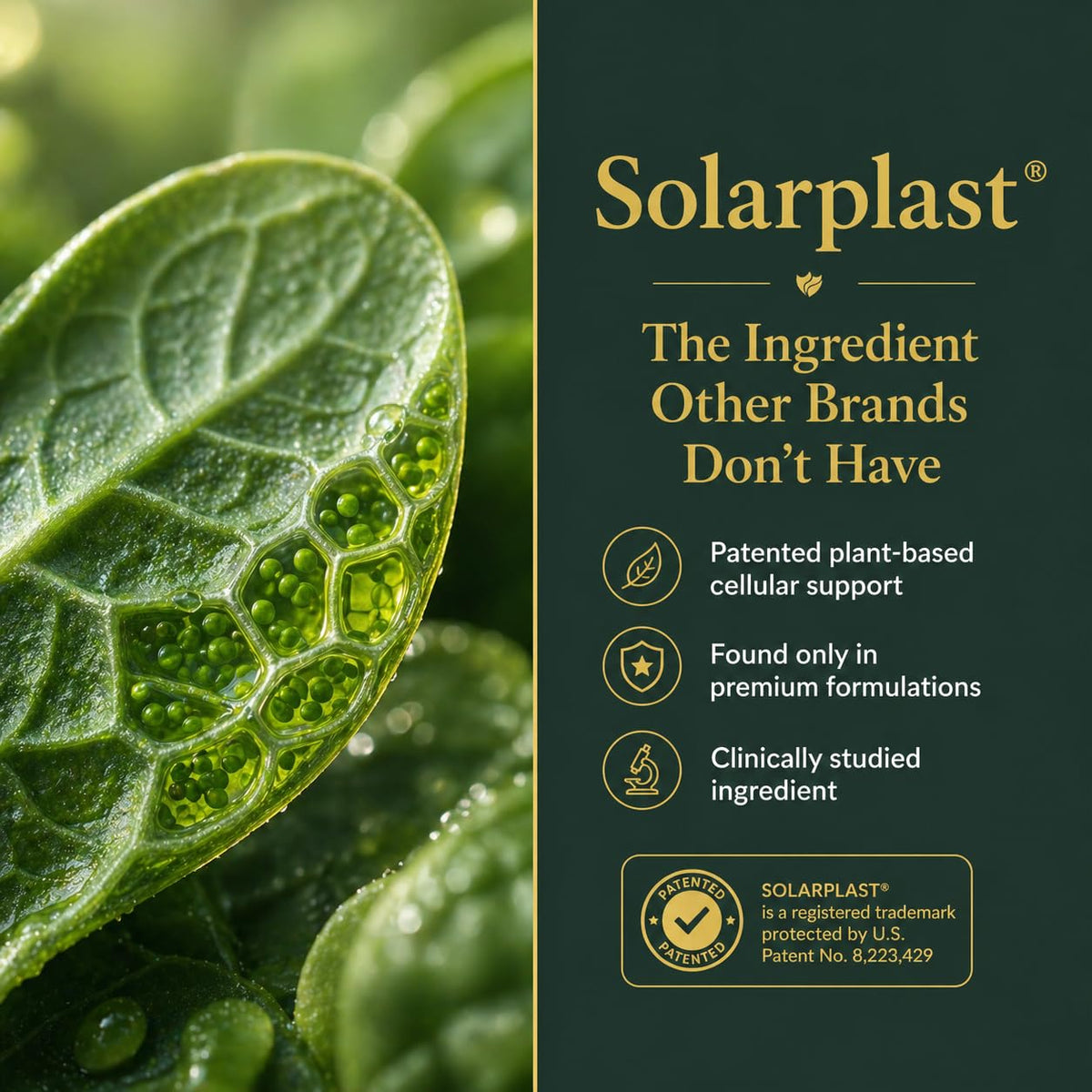Solarplast Milk Thistle health boost