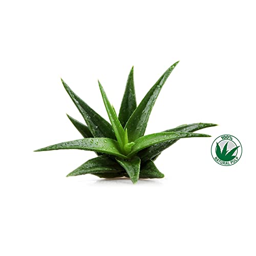 soothing aloe vera for burns