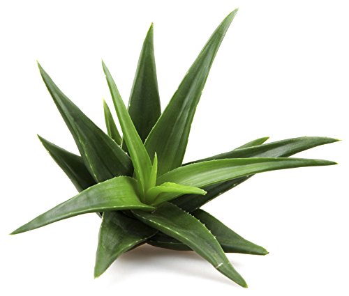 Soothing aloe vera gel for wellness
