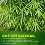 soothing bamboo leaf herbal infusion