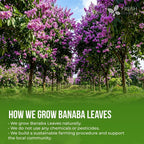 soothing banaba tea for relaxation