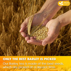 soothing barley tea for relaxation