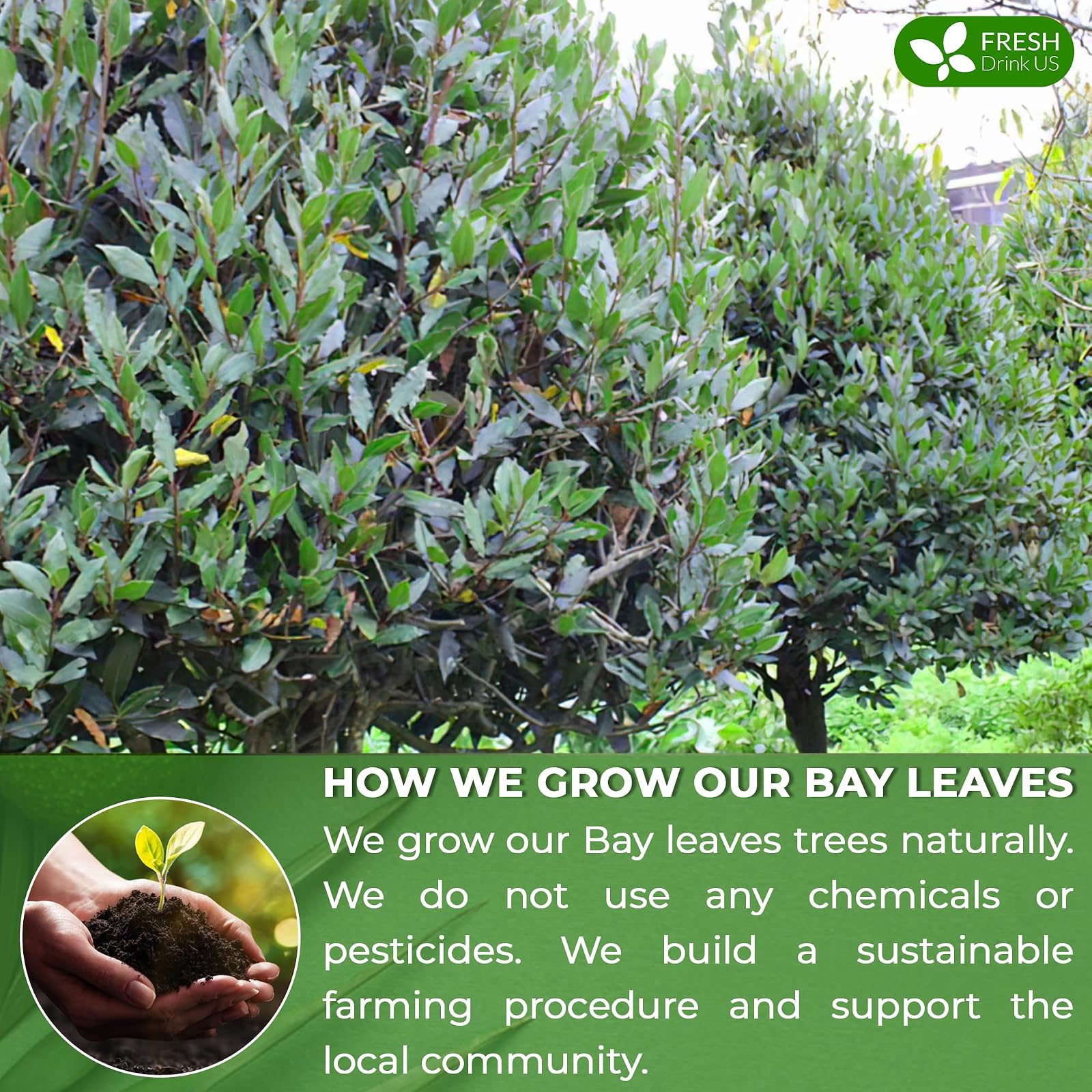 soothing bay leaf tea for digestion