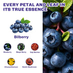 soothing bilberry tea for wellness