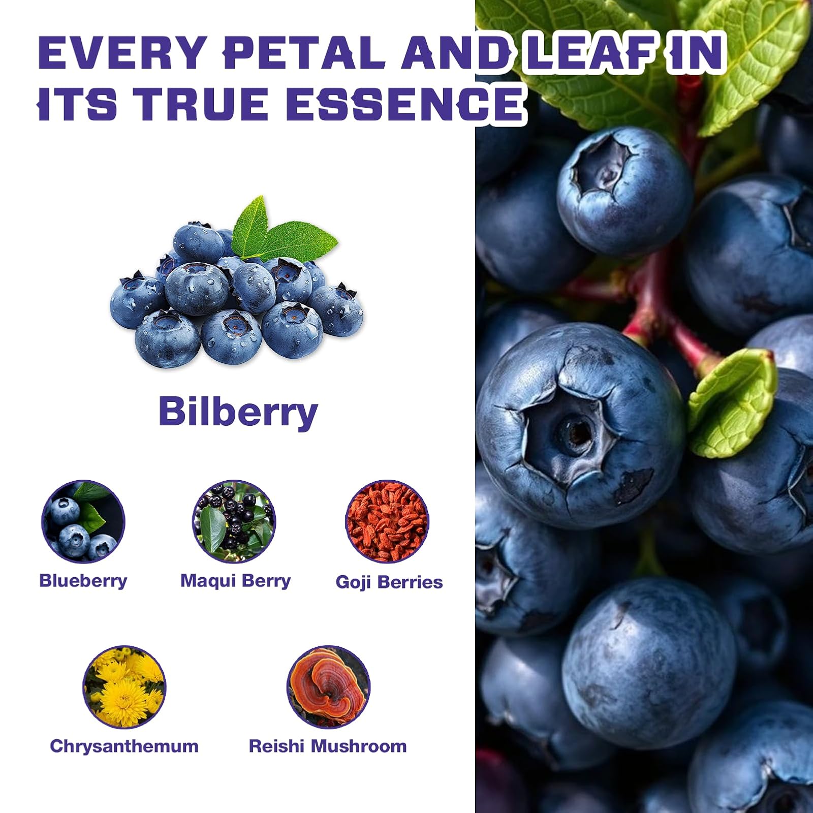 soothing bilberry tea for wellness