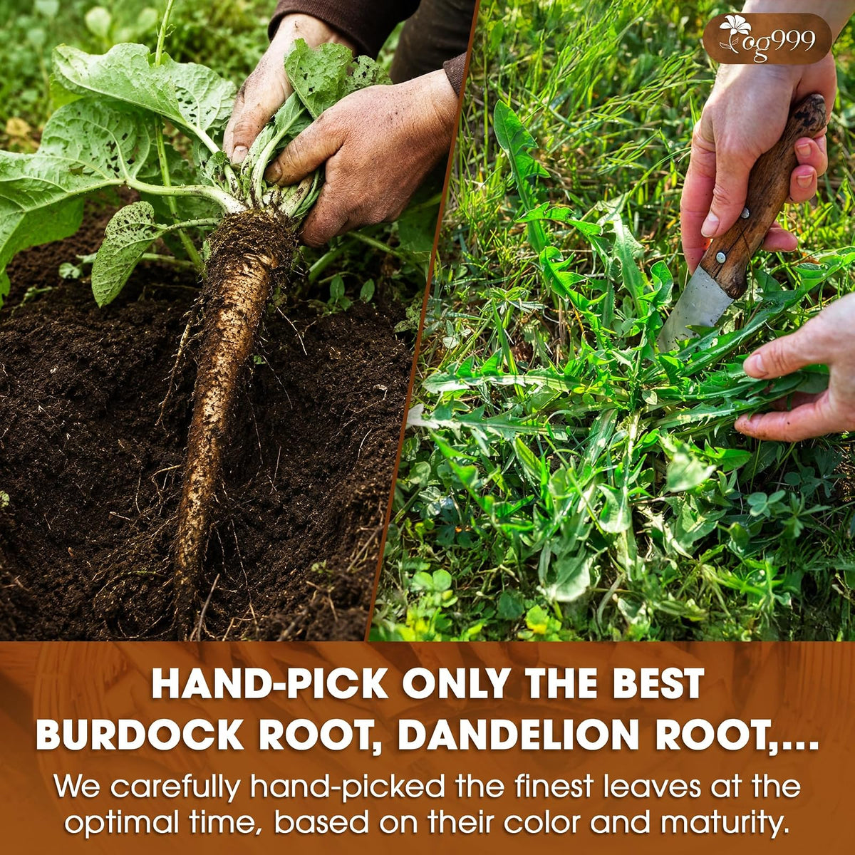 soothing burdock root tea for digestion