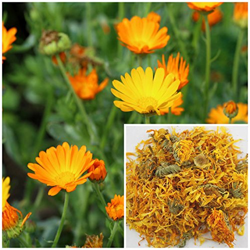 soothing calendula flowers for tea