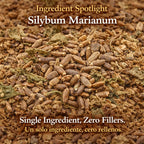 soothing Cardo Mariano tea benefits