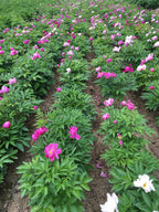 soothing chamomile tea blend with peony