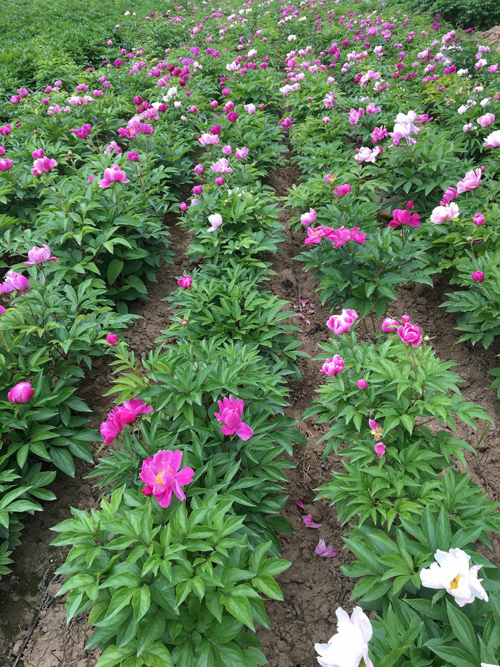 soothing chamomile tea blend with peony