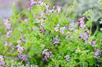 Soothing Common Fumitory tea experience