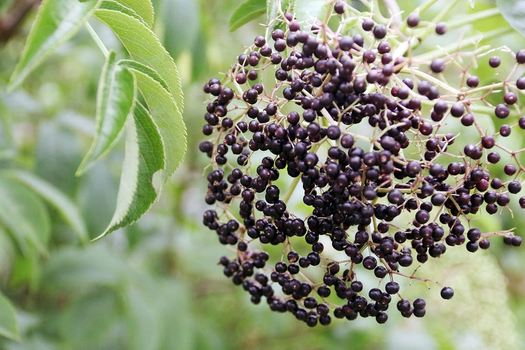 soothing elderberry elixir for seasonal support