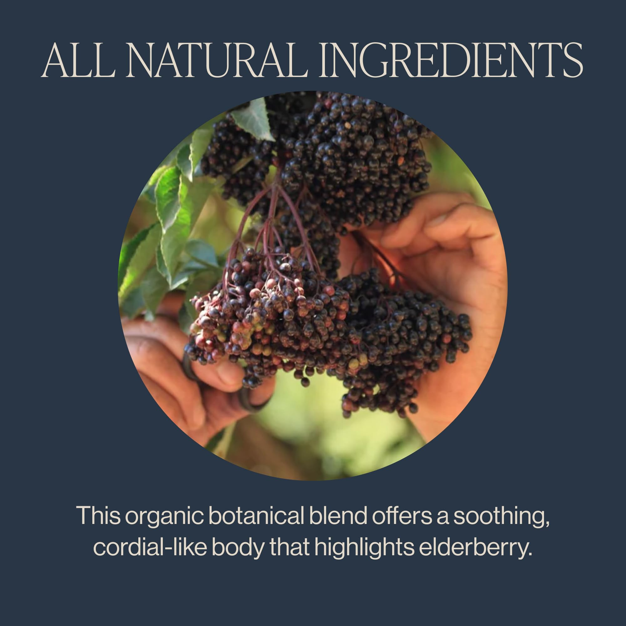 soothing elderberry tea for wellness
