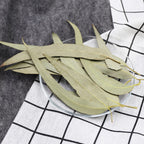 soothing eucalyptus leaves for relaxation
