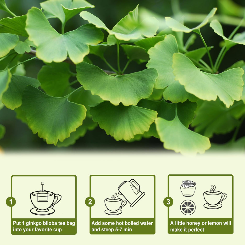 soothing ginkgo biloba tea experience