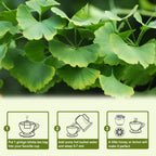 soothing ginkgo biloba tea experience