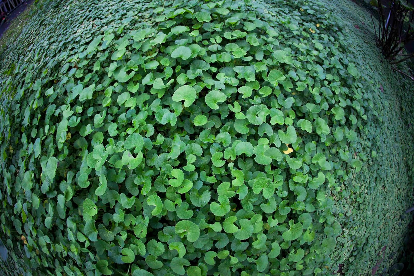 soothing gotu kola herbal infusion