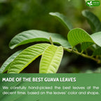 soothing guava leaf tea experience