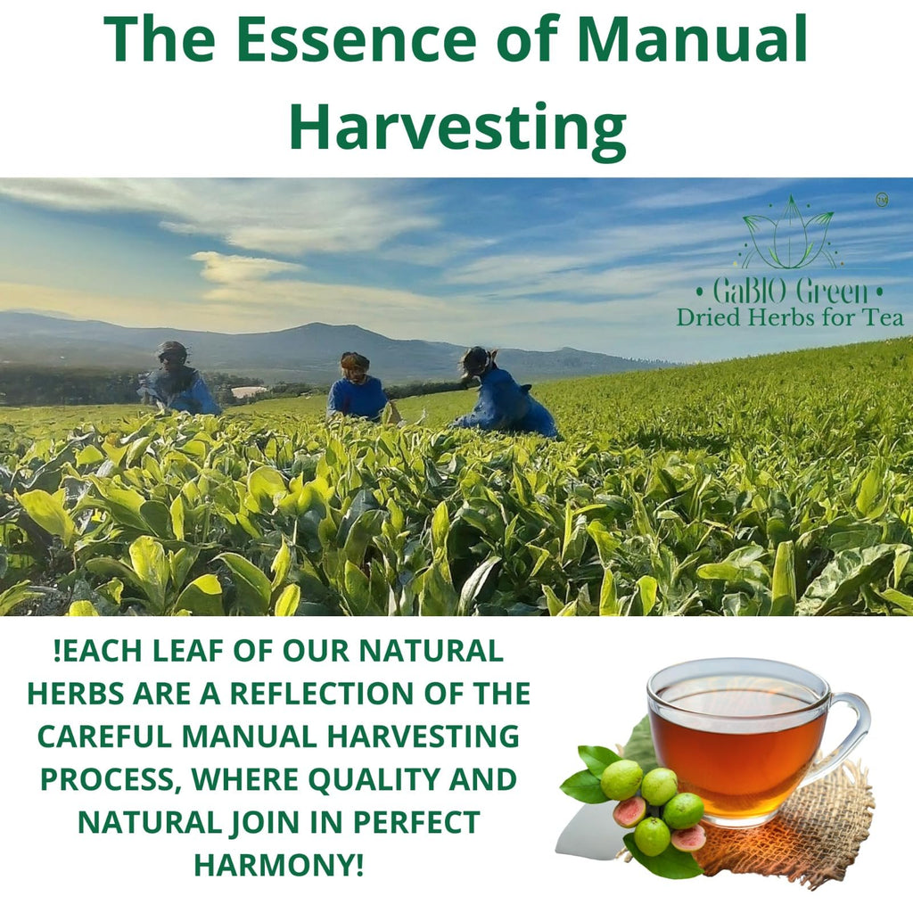 soothing guava leaf tea infusion