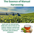 soothing guava leaf tea infusion