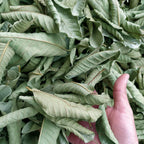 soothing guava leaves herbal blend