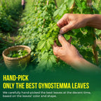 soothing Gynostemma herbal tea experience