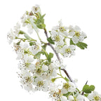 soothing hawthorn berry herbal tea