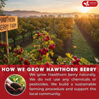 soothing hawthorn berry tea for relaxation