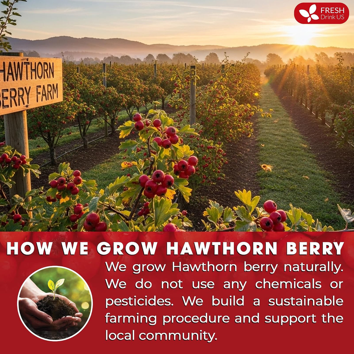 soothing hawthorn berry tea for relaxation