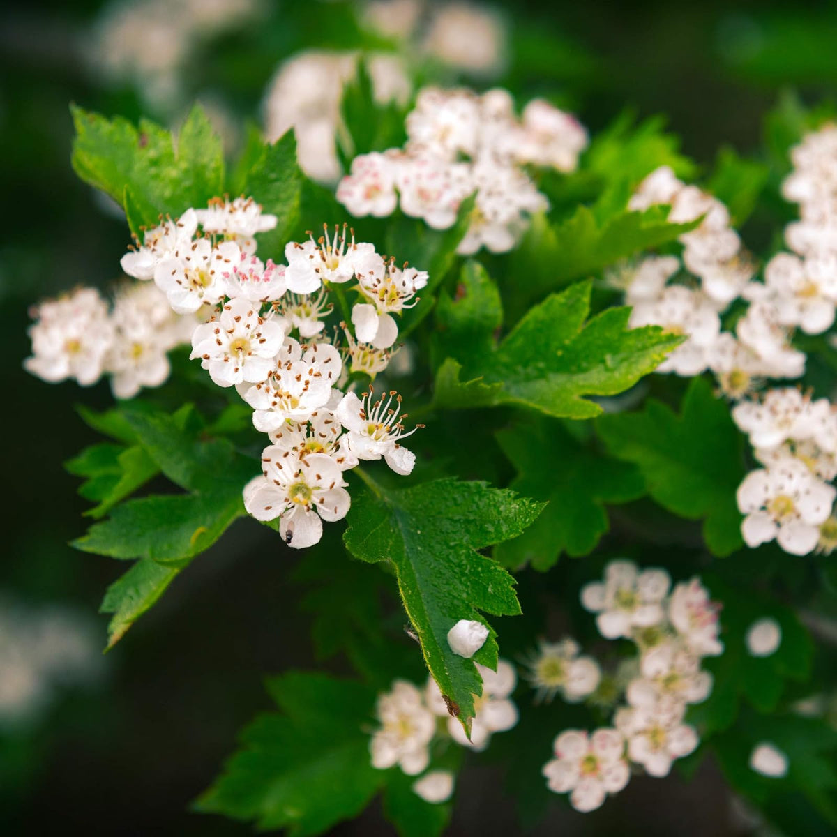 soothing hawthorn leaf tea benefits