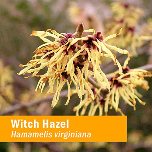 soothing herbal supplement for skin