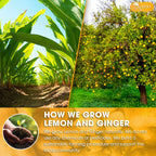 soothing herbal tea for digestion