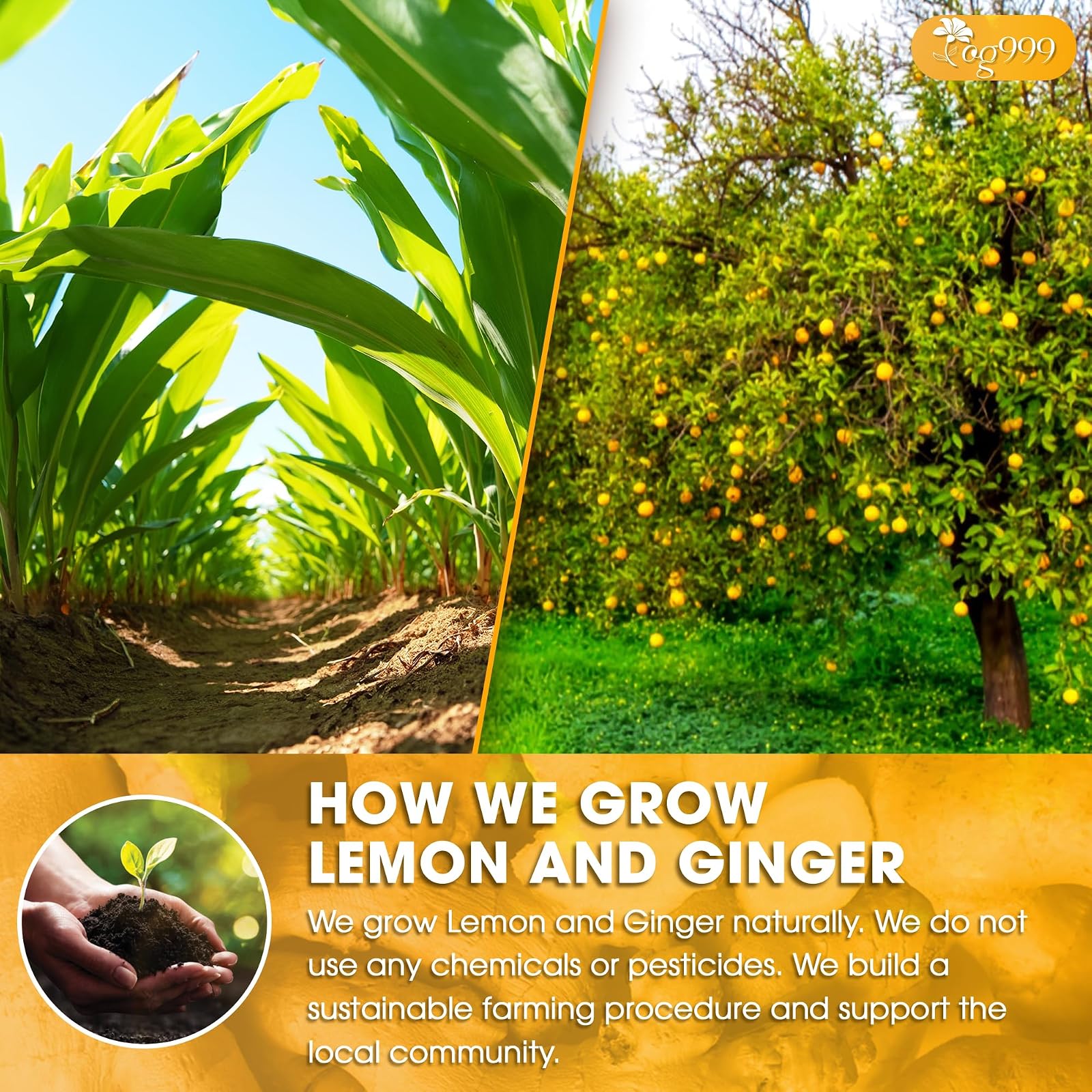soothing herbal tea for digestion