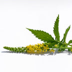 soothing herbal tea for relaxation