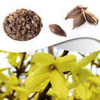 soothing herbal tea for relaxation