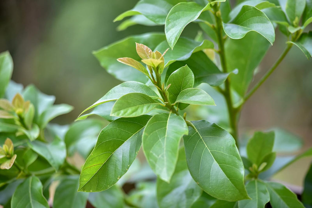 soothing herbal tea from avocado