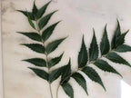 soothing herbal tea with neem