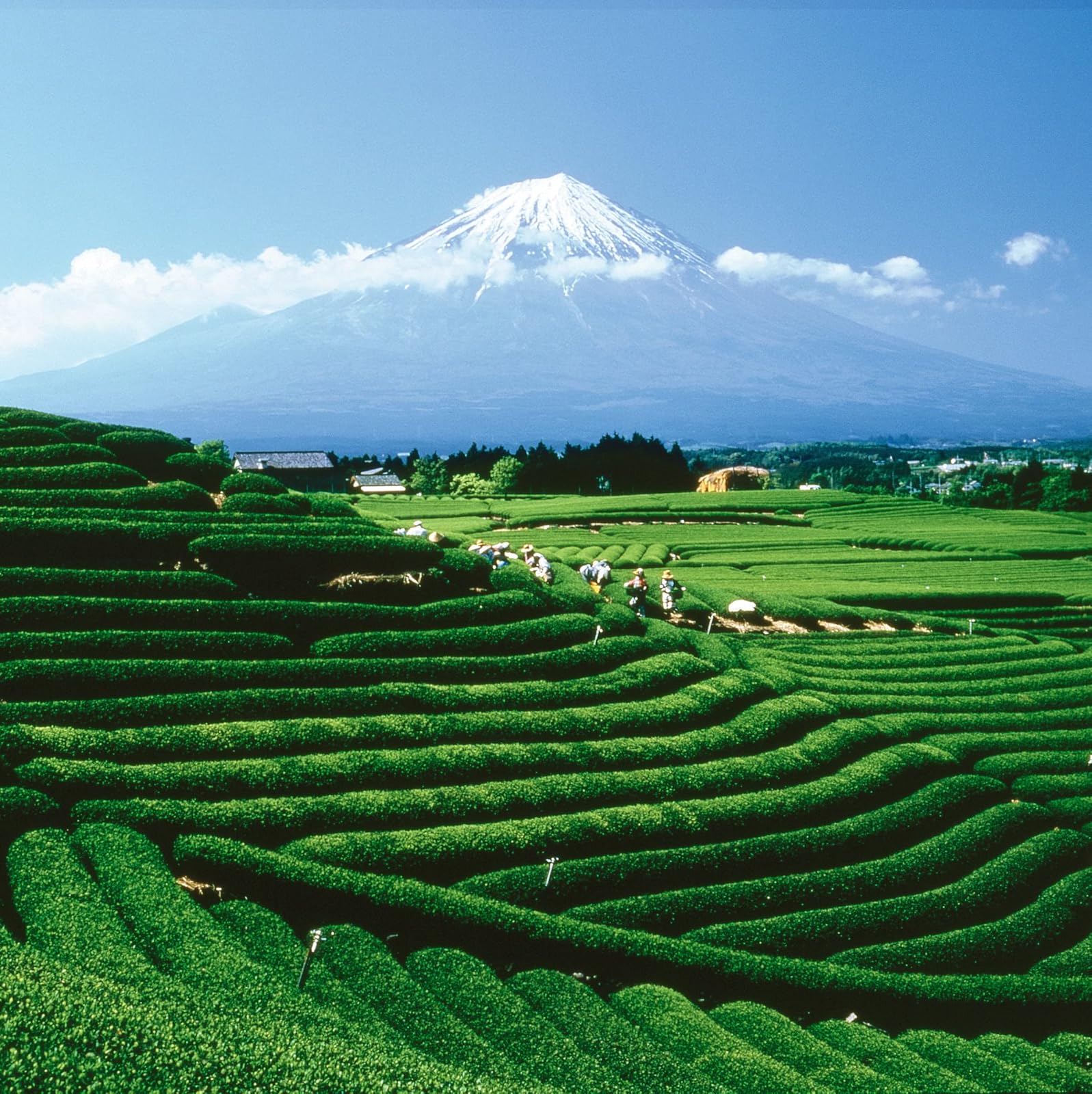 soothing herbal teas for wellness