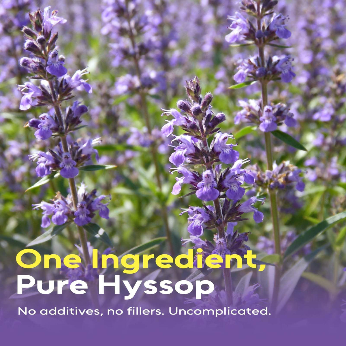 soothing hyssop tea for relaxation