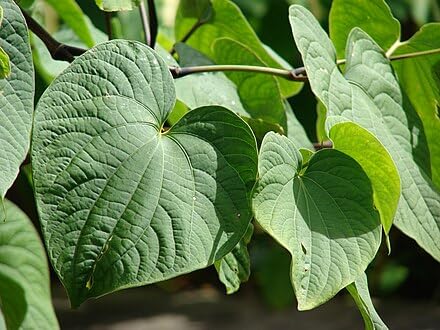soothing kava kava for evenings