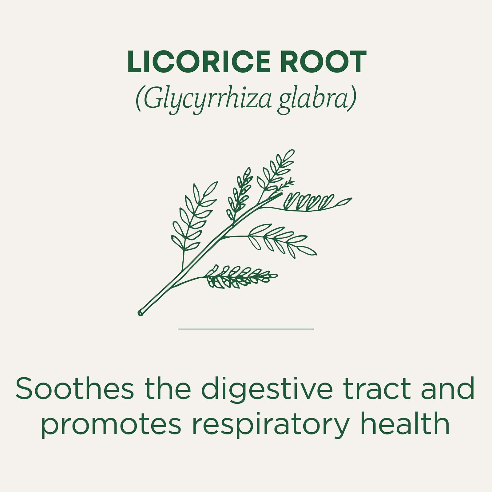 soothing licorice root tea bags