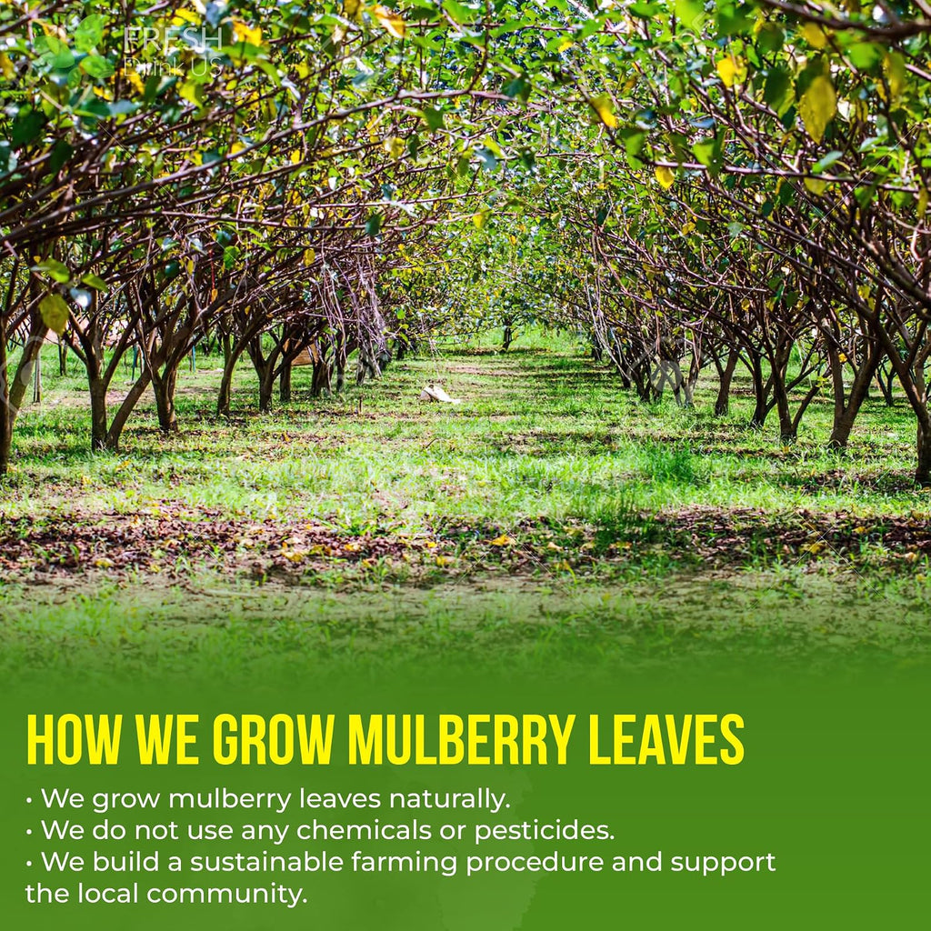 soothing mulberry leaf tea experience