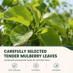soothing mulberry leaf tea experience
